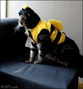 Dans Mislukt Gif Minions GIFs | GIFDB.com