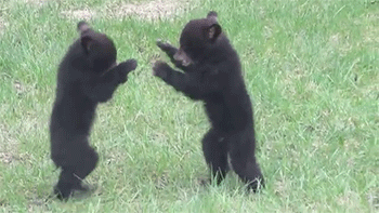 Baby Dier GIFs - Gemakkelijk GIFs Delen | GIFs.nl