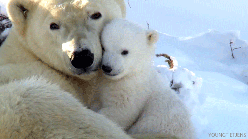 Dieren Knuffelen Gif Modern Living Knuffelbed Cidra Aantrekkelijke