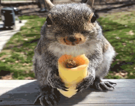 Schattig Grappig Geweldig GIF | GIFs.nl