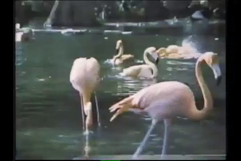 Tropisch 80s Flamingo GIF | GIFs.nl