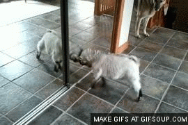 Baby Dwerggeit Gif