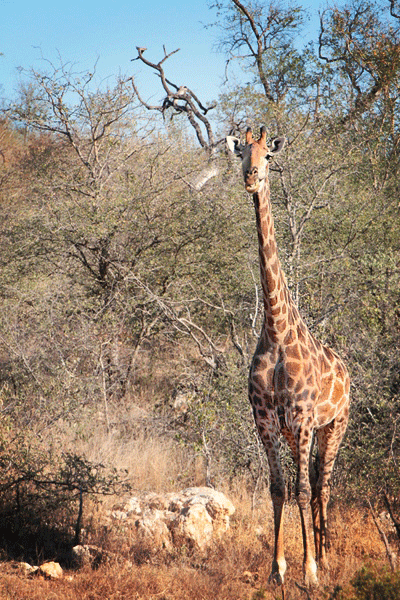 Giraffe GIF | GIFs.nl