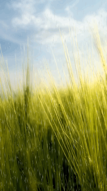 Gras GIF | GIFs.nl