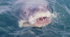Haaienaanval Gif