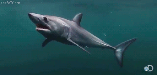 Gif De Requin