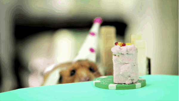 Feest Verjaardag Fijne Verjaardag GIF | GIFs.nl
