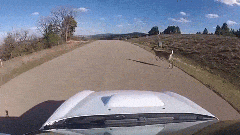 Auto Rijden Gif Tumblr Animated Car Gifs!