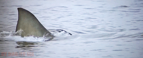 Jaws GIF | GIFs.nl