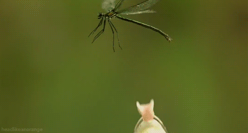 Tong Kikker Insect GIF | GIFs.nl