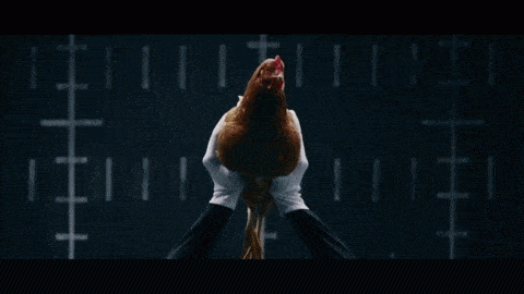 Kip Chickenchickenchicken GIF | GIFs.nl