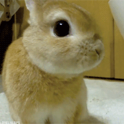 Grappig Konijn Gif