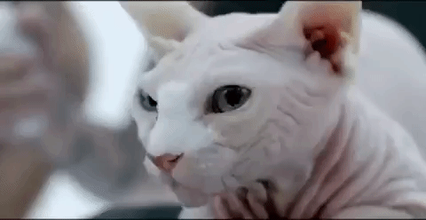 Kat Boos Gif Kattenfilmpje Uit Het Pre Internettijdperk Ontdekt