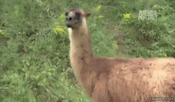 Lama Staart Gif