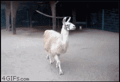 Láma Gif