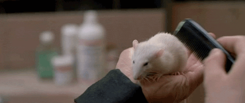 Verpleegster Ratted Gif