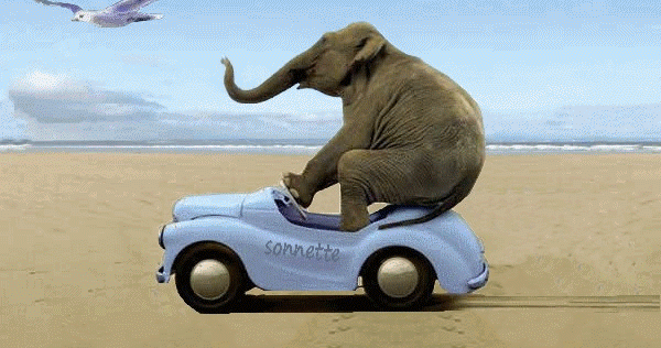 Geanimeerde Olifant Gif OLIFANTEN PLAATJES
