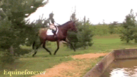 Paardenshow Springen Gif