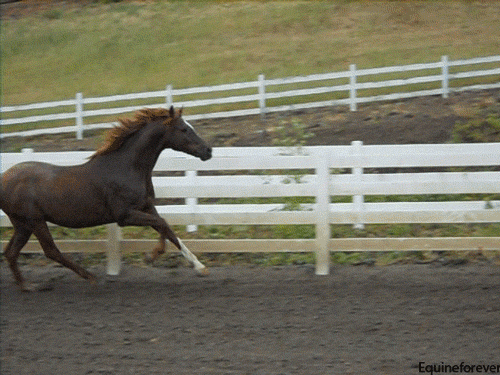 Galopperend Paard Gif Horse Galop GIFs | Tenor