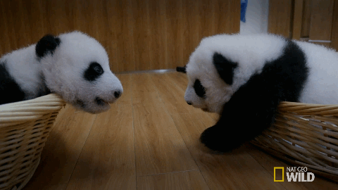 Schattig Bffs Panda GIF | GIFs.nl