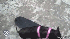 Dier Mislukt Geanimeerde Gif