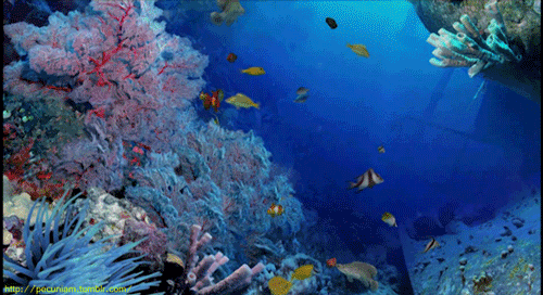 Water Hipster Strand GIF | GIFs.nl