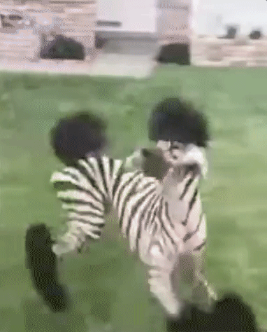 Zebra Gif Gifs Zebra GIFs Find & Share On GIPHY