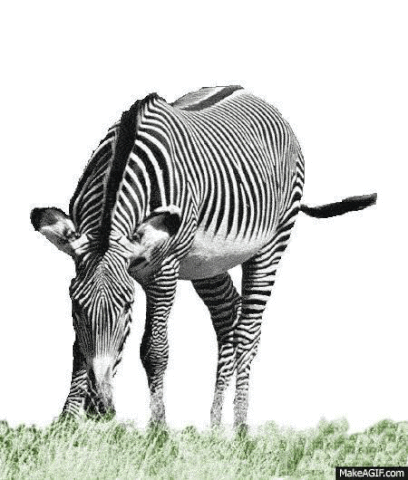 Zebra GIF | GIFs.nl